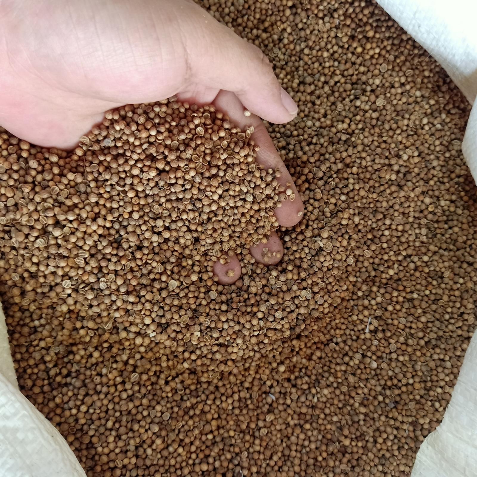 Ketumbar Hitam Murni Premium 1 Kg: Wangi Alami, Bebas Kimia! - Sabira