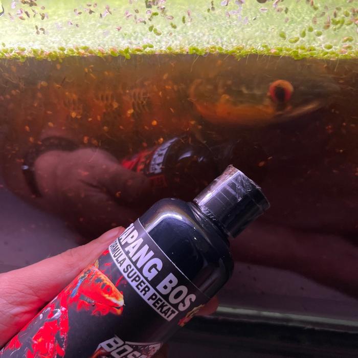 Ketapang Bos 250 ml + 500 ml Free Stiker (Progress Channa) - Sabira